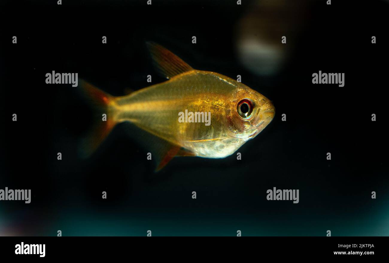 Gold fish aquarium hi-res stock photography and images - Alamy
