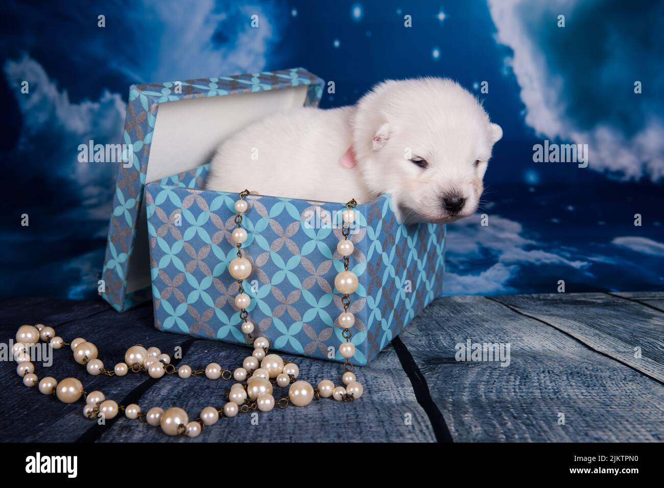 White fluffy small Samoyed puppy dog in a gift box Stock Photo - Alamy
