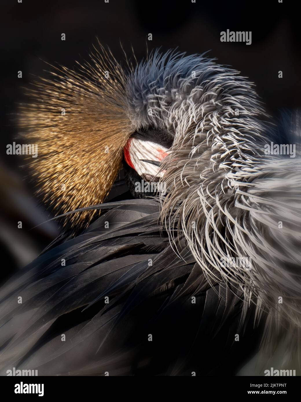 A vertical shot of an eastern crown bird in a graceful pose Stock Photo ...