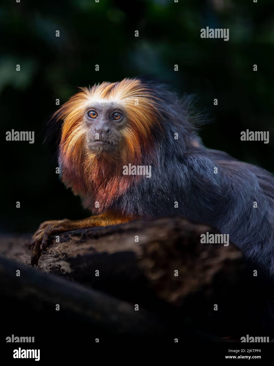 Monkey lion hi-res stock photography and images - Alamy