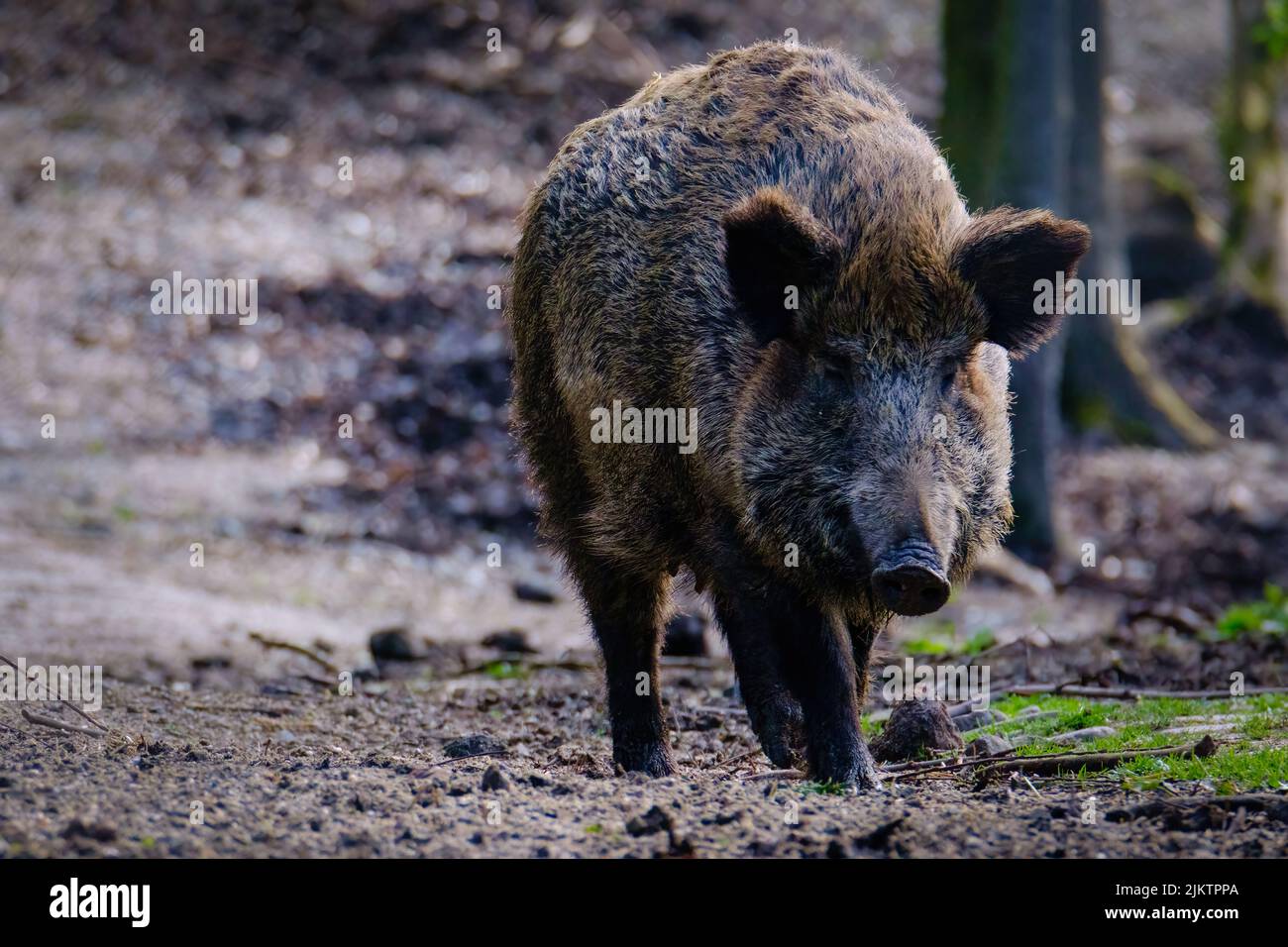 Young wild boar walking in hi-res stock photography and images - Alamy
