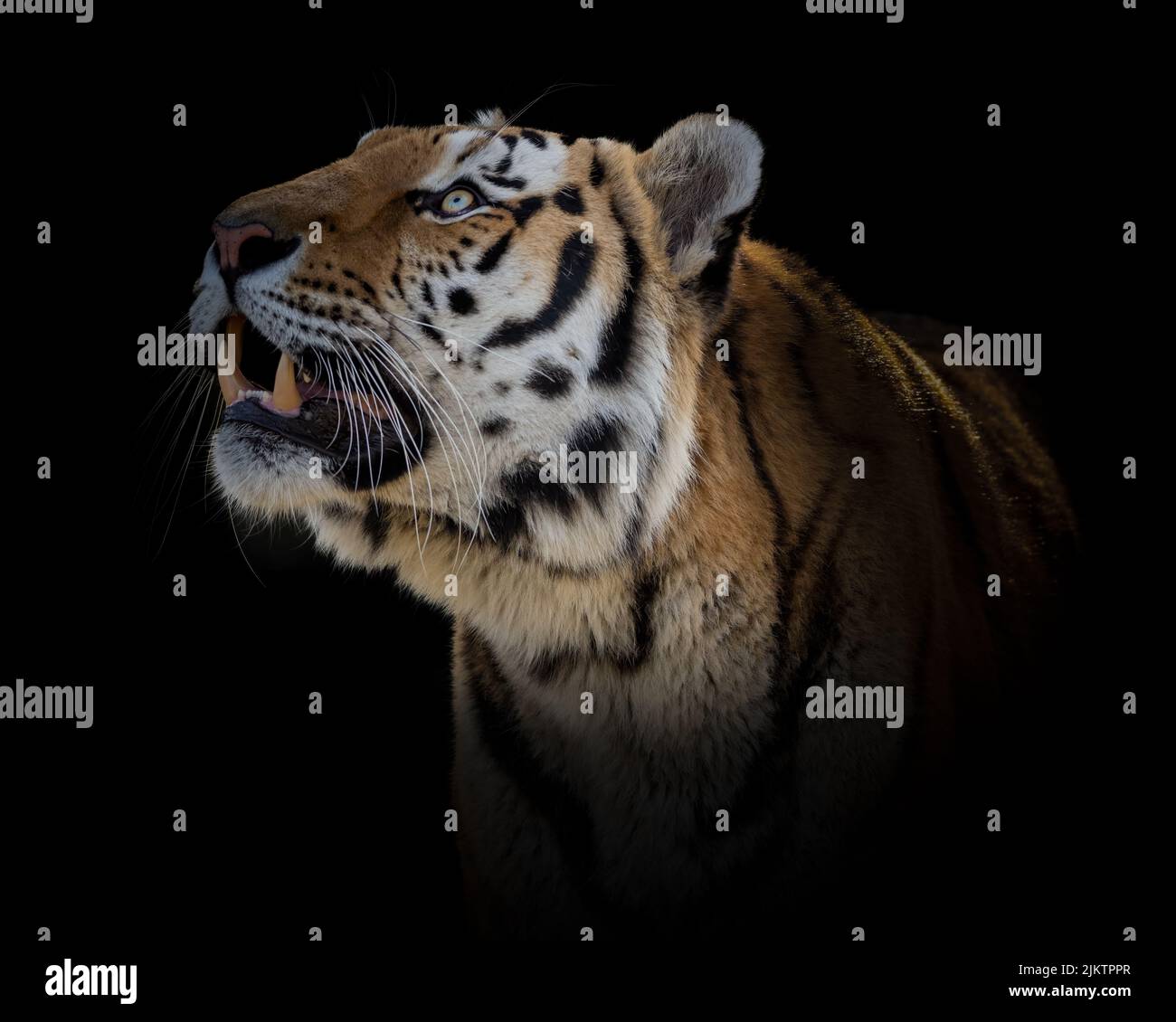 A scenic shot of a tiger wildcat coming out of the darkness Stock Photo ...