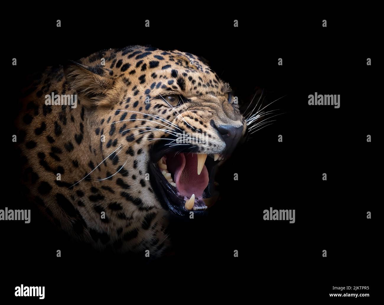 Leopard head shot hi-res stock photography and images - Alamy