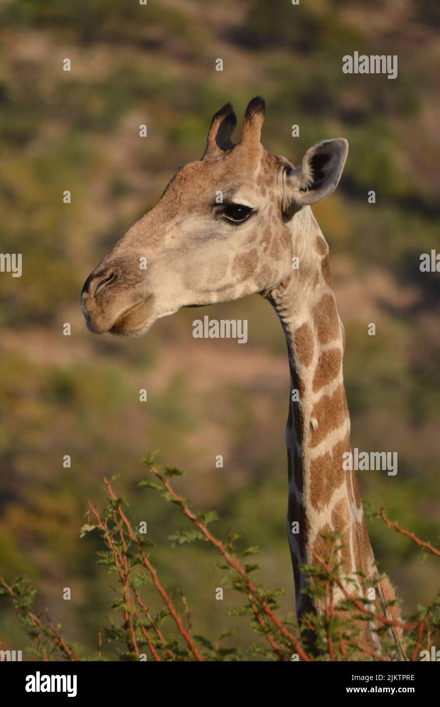 A vertical shot of a cute giraffe head in the nature Stock Photo - Alamy