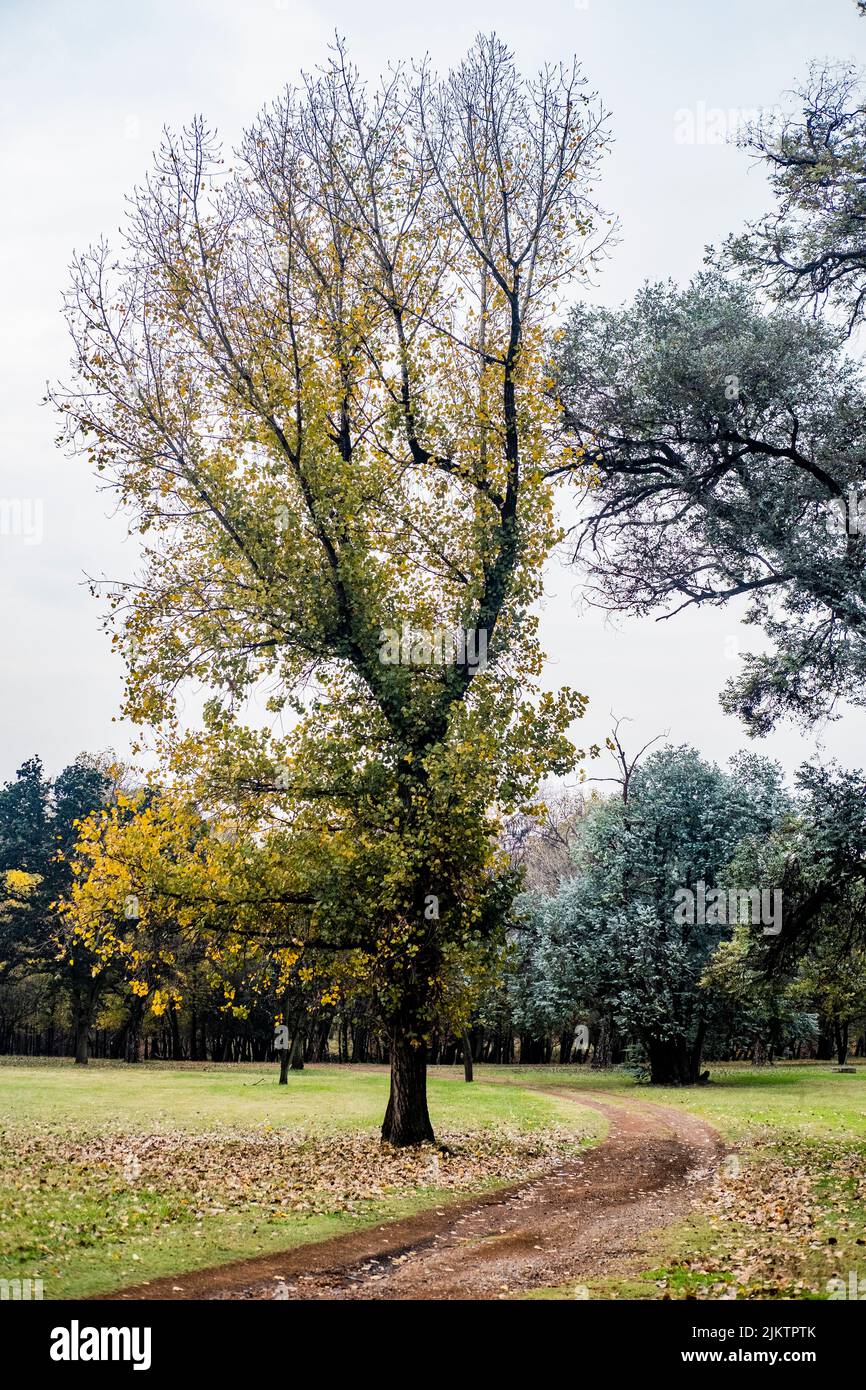 A vertical shot of beautiful trees in the park Stock Photo - Alamy