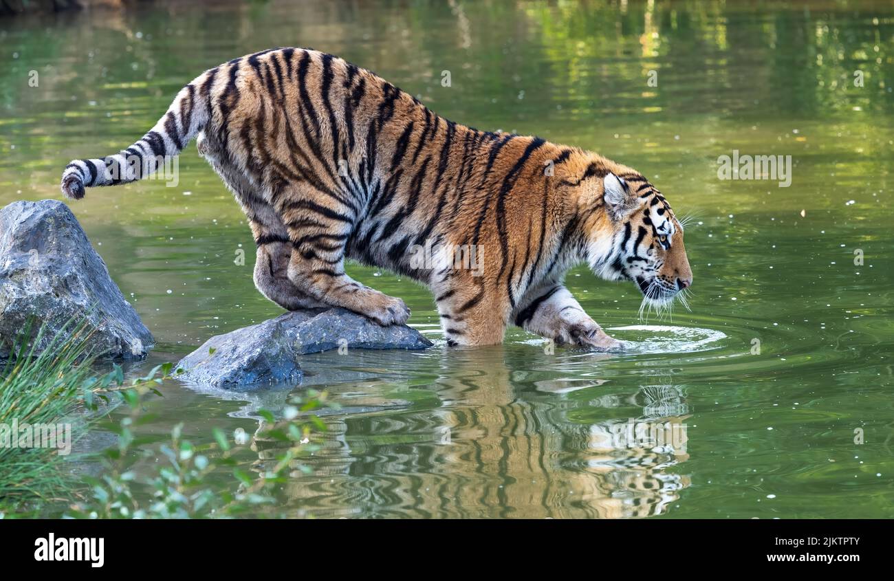 Bengal Tiger Hunting In Water Will She Hunt It Down ??? , F2 Stalking