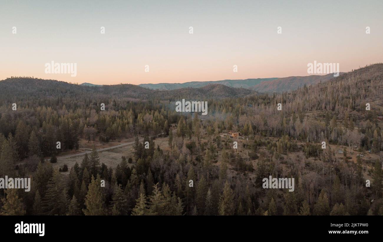 A distant view of the forest with fir trees during sunset Stock Photo ...