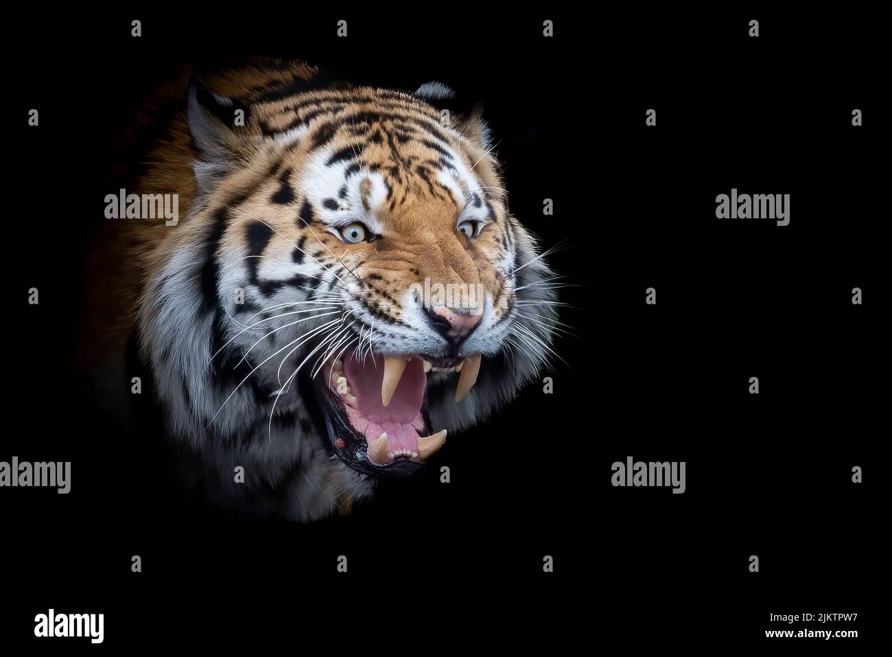 A scenic shot of a Siberian tiger wildcat hissing and coming out of the ...