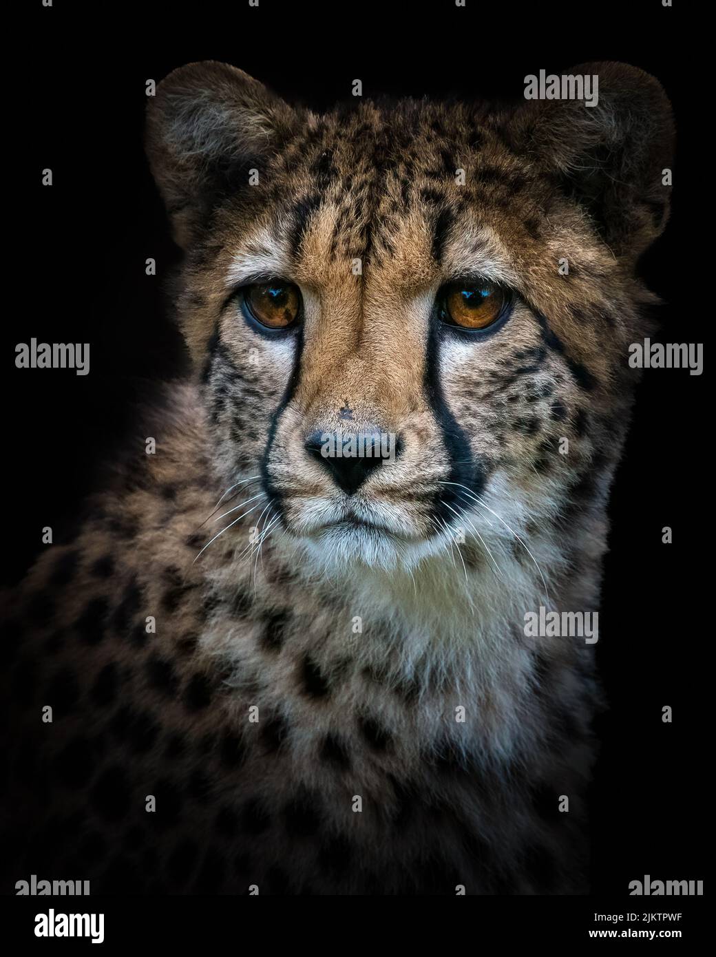 Cheetah face black hi-res stock photography and images - Alamy