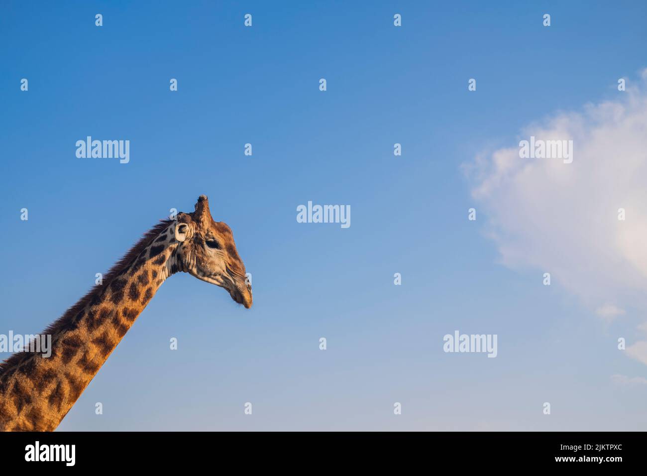 Beautiful blue sky cute hi-res stock photography and images - Alamy