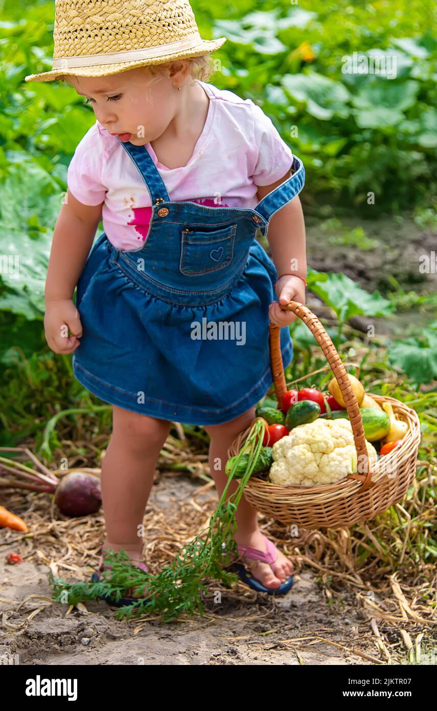 A child with a harvest of vegetables in the garden. Selective focus ...