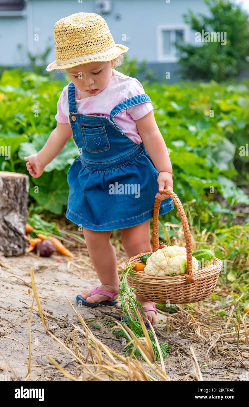 A child with a harvest of vegetables in the garden. Selective focus ...