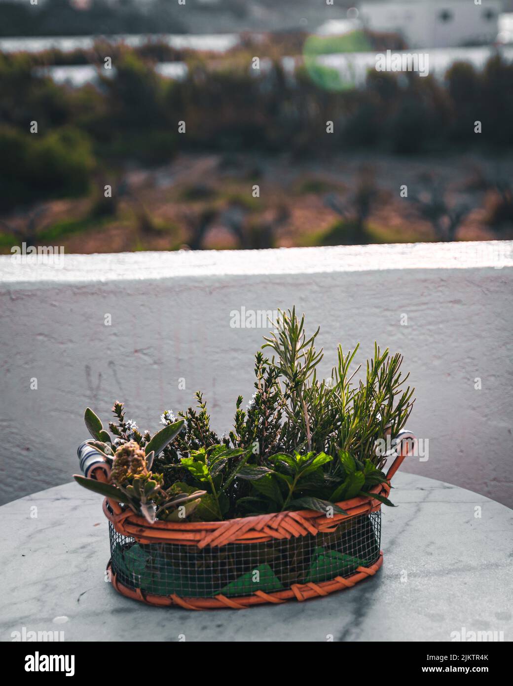 Aromatic plants hi-res stock photography and images - Alamy