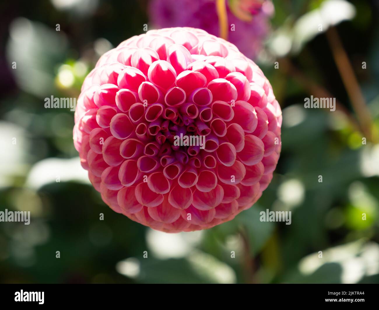 Dahlia pinnata flower hi-res stock photography and images - Alamy