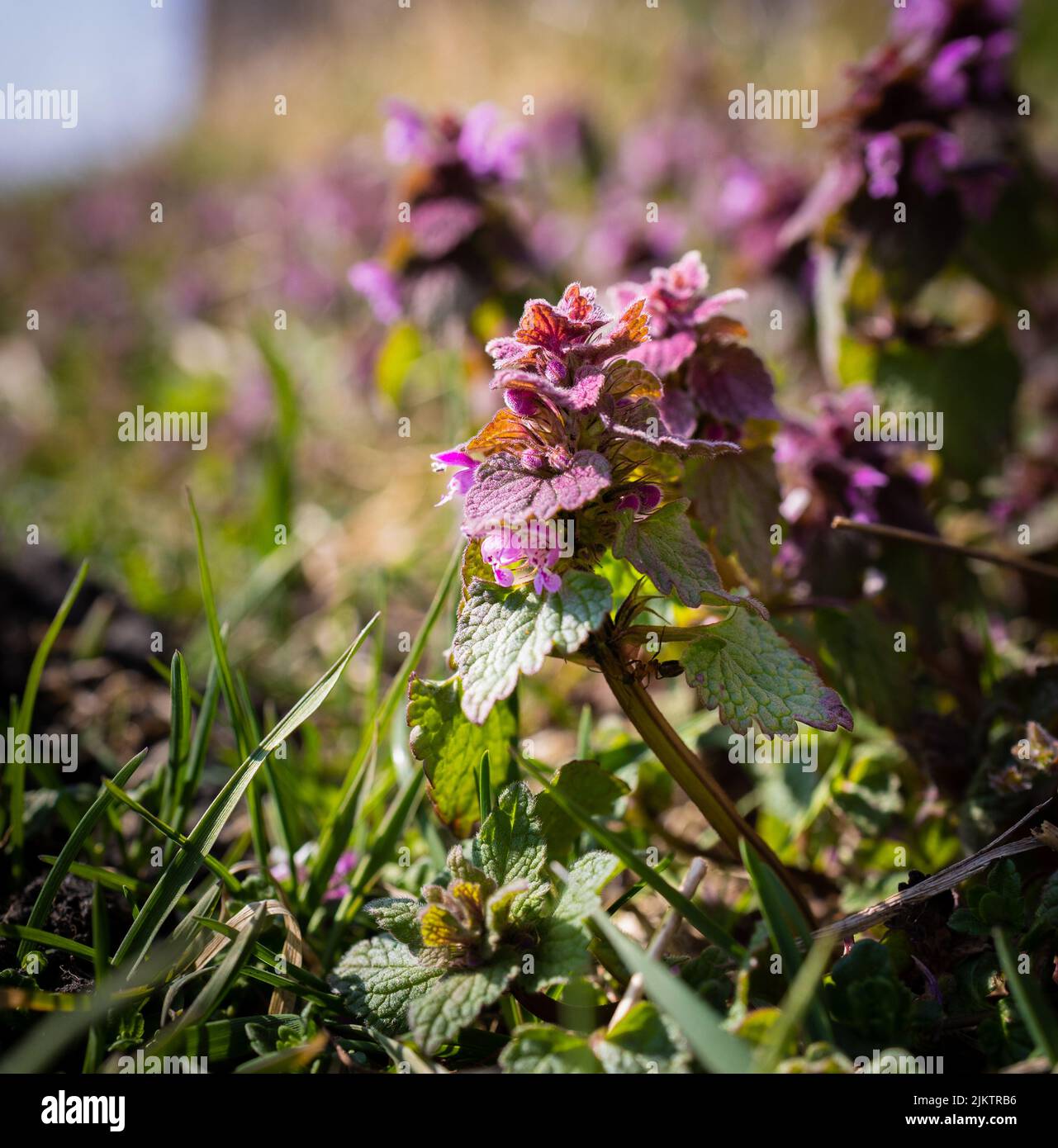 A close-up of some purple Lamiaceaes growing in a blurry background ...