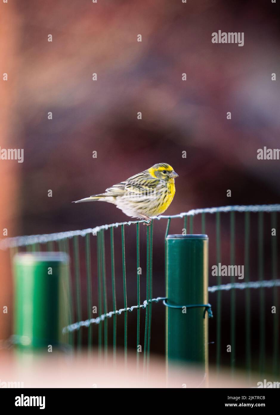 Yellowhammer close up hi-res stock photography and images - Alamy