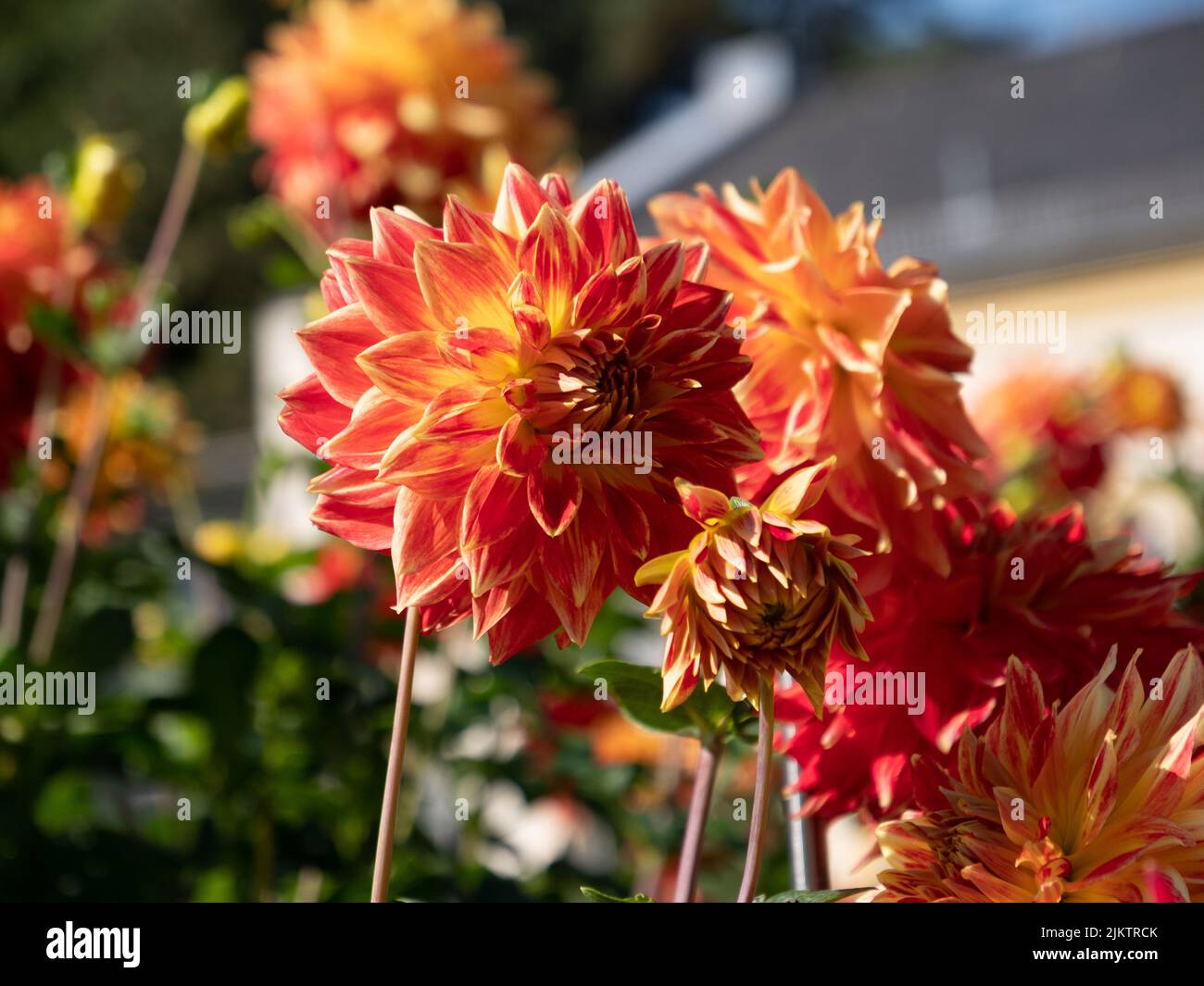 Dahlia pinnata hi-res stock photography and images - Alamy