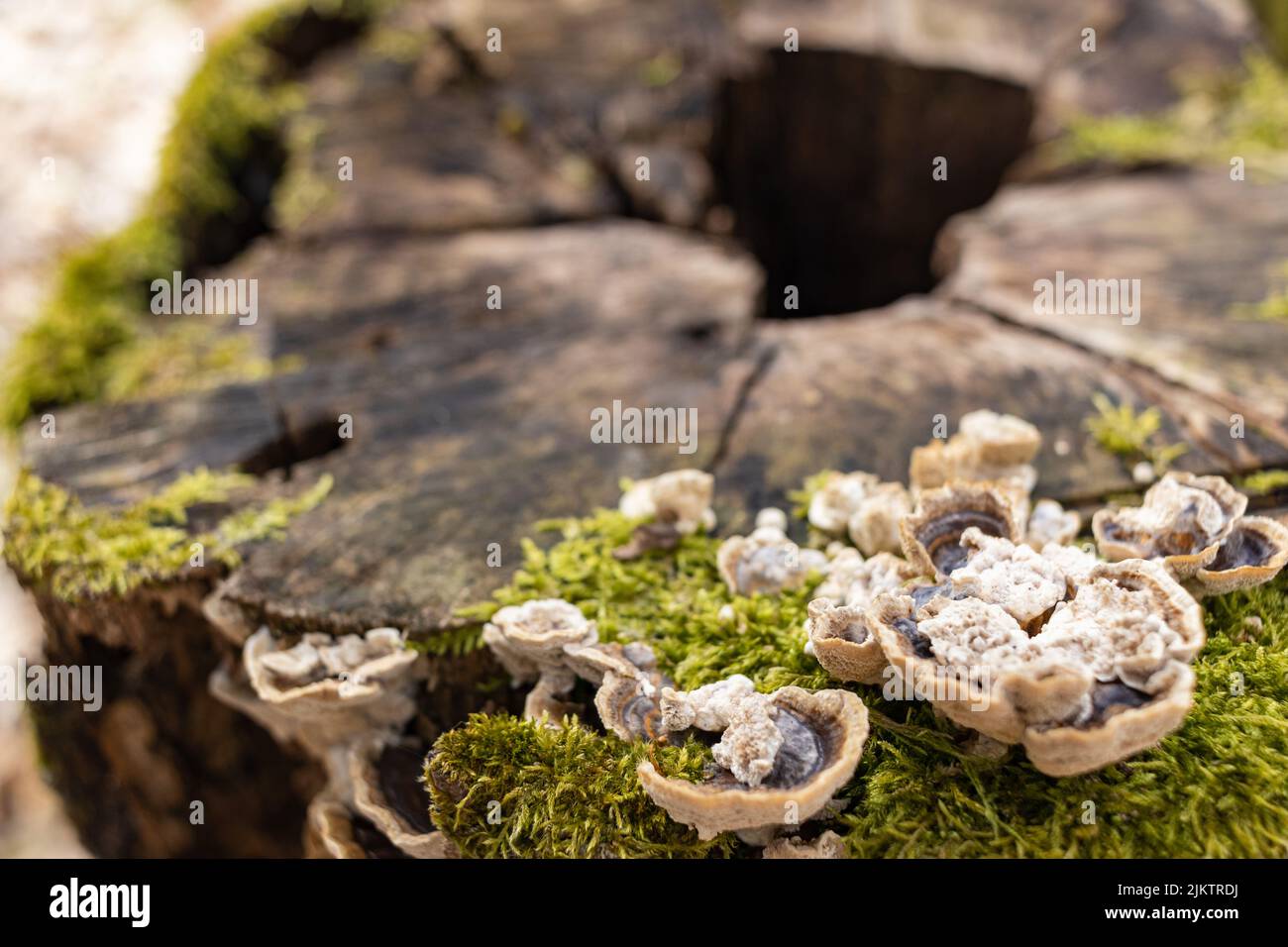 Wild mushrooms growing fallen tree hi-res stock photography and images ...