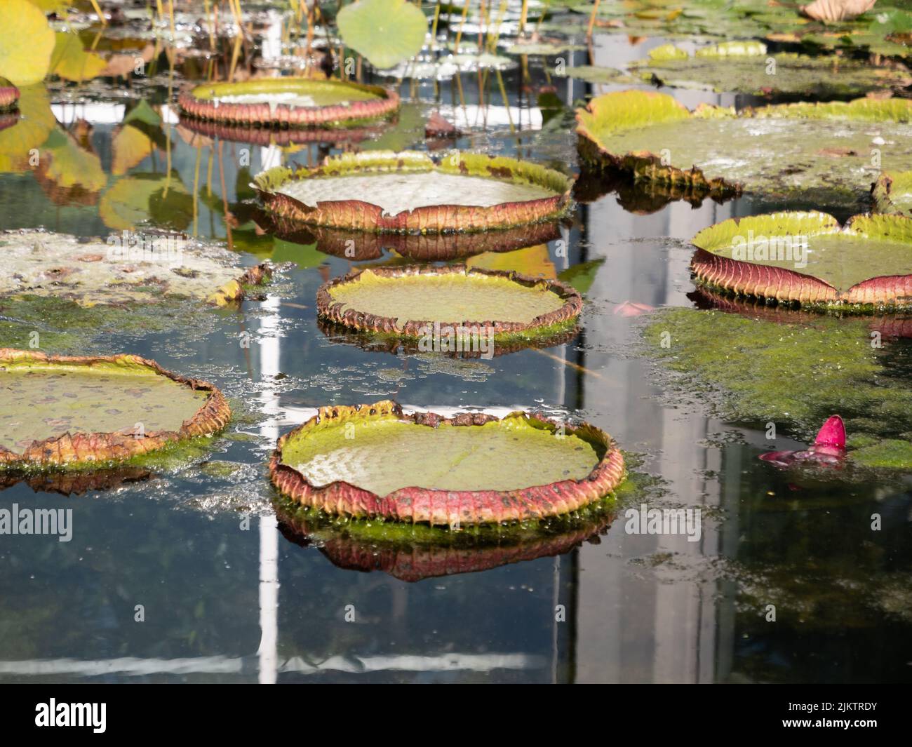 Multiple lily pads hi-res stock photography and images - Alamy