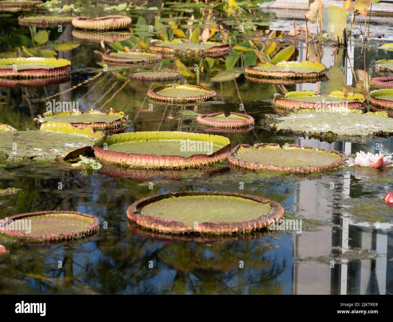 Lily pads pond flowers hi-res stock photography and images - Alamy