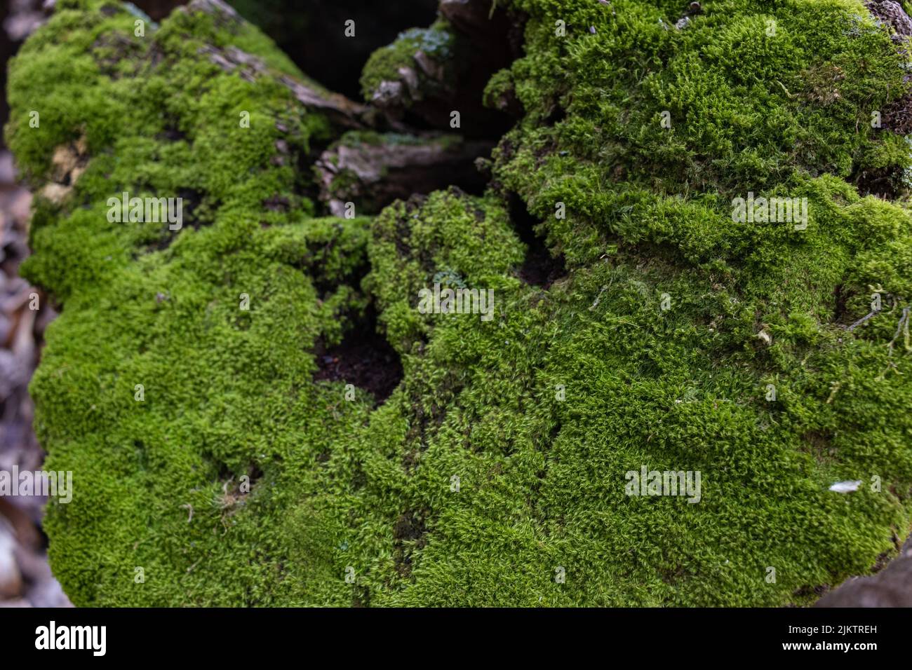 Closeup of a mossy tree stump in a forest. Moss backgrounds Stock Photo ...