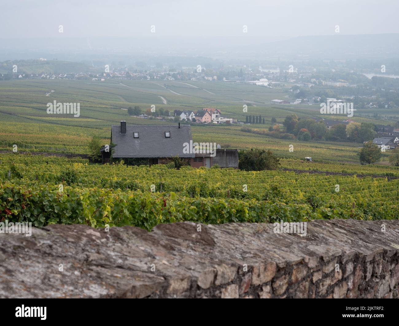A beautiful vineyard with a small hut in the middle Stock Photo - Alamy