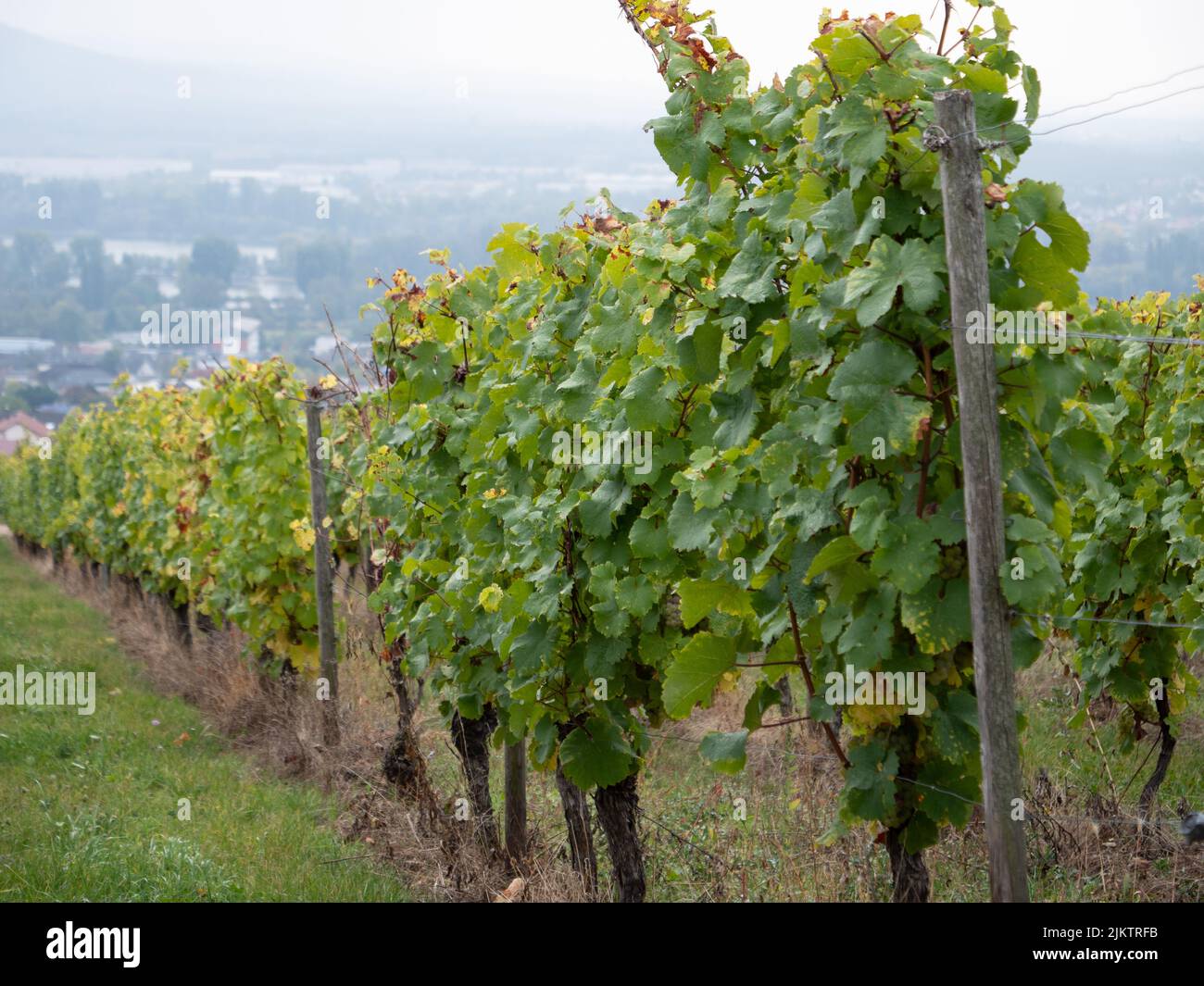 Closeup shot plants trees hi-res stock photography and images - Alamy