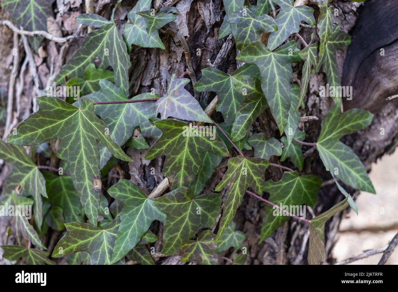 Ivy wrapped around tree branches hi-res stock photography and images ...