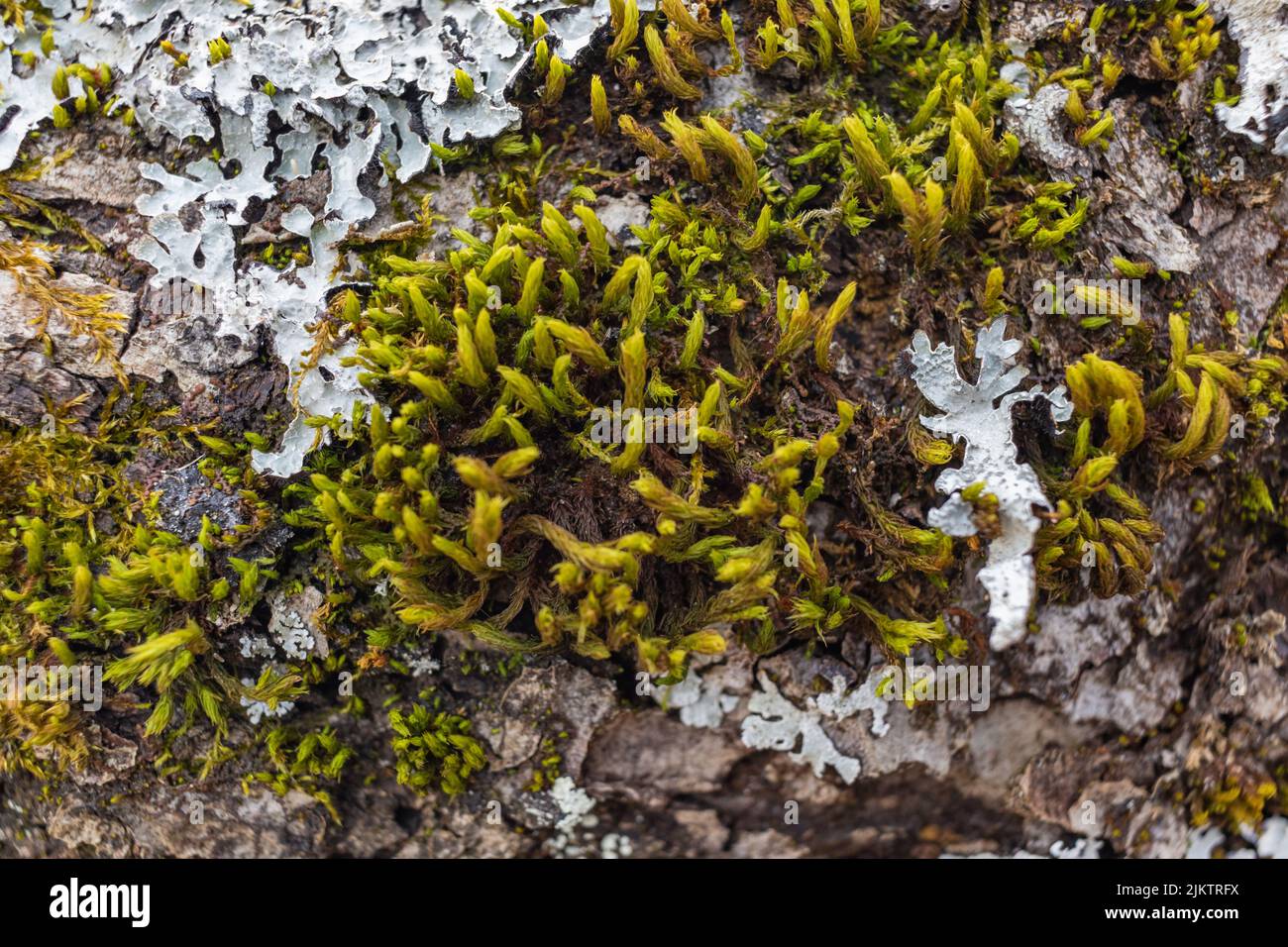 A frozen peat moss with ice surrounding it Stock Photo - Alamy