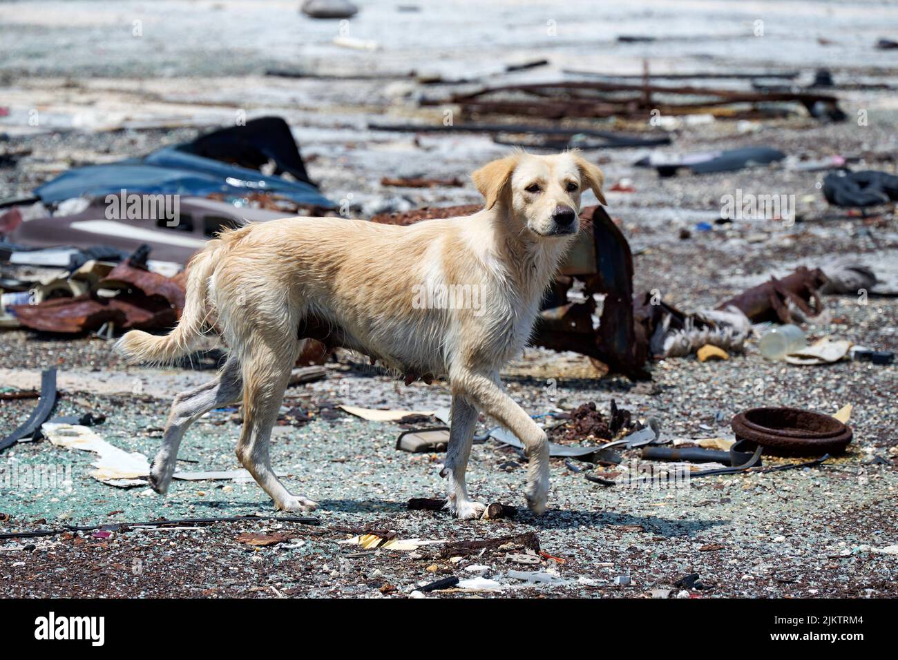 The shot of a street dog in the dump full of garbage Stock Photo - Alamy