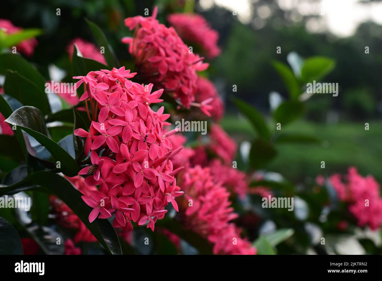 Jungle geranium hi-res stock photography and images - Alamy