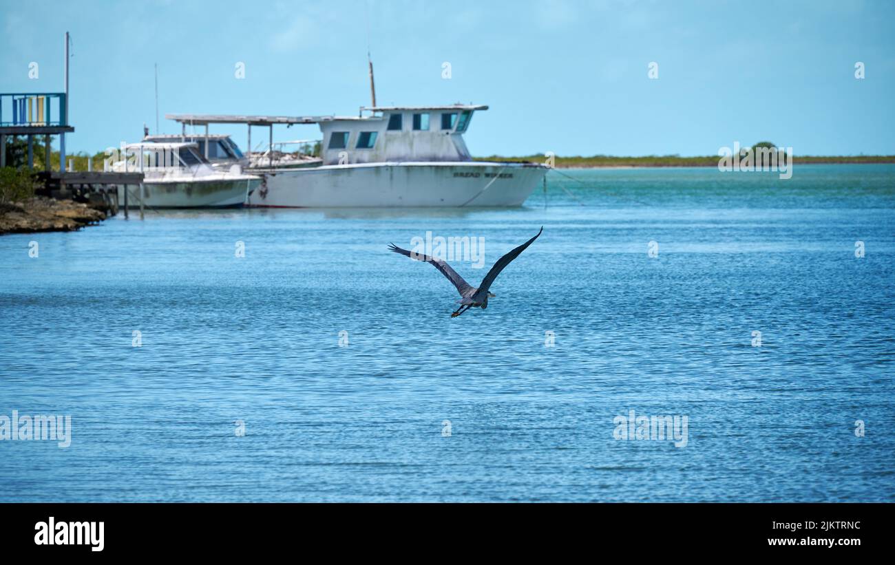 The beautiful shot of a seagull flying above the blue sea water and ...
