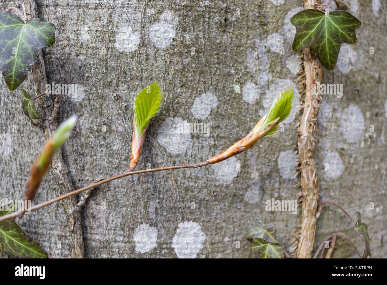 Tree branches twigs in hi-res stock photography and images - Alamy
