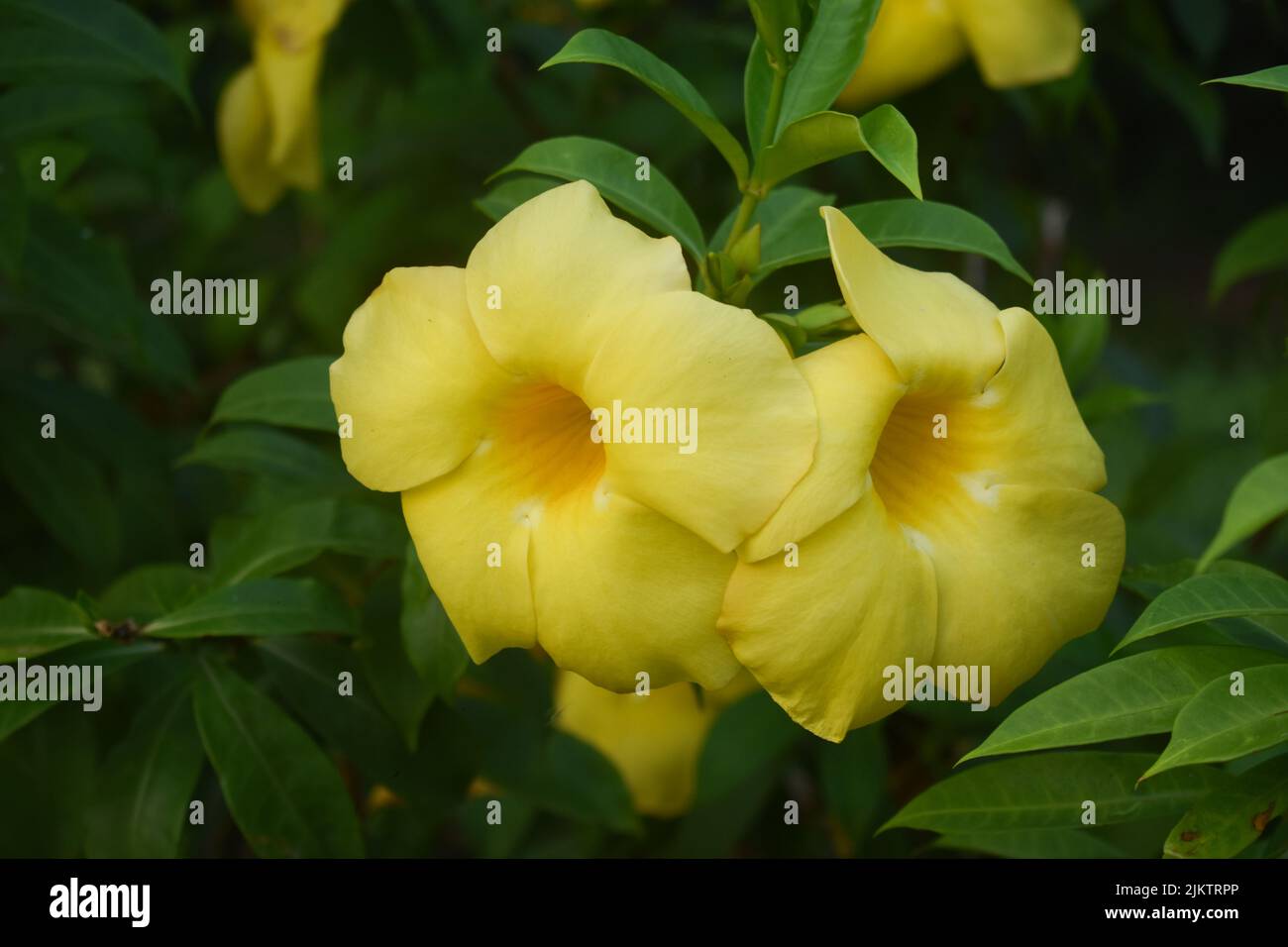 Trumpet petals hi-res stock photography and images - Alamy