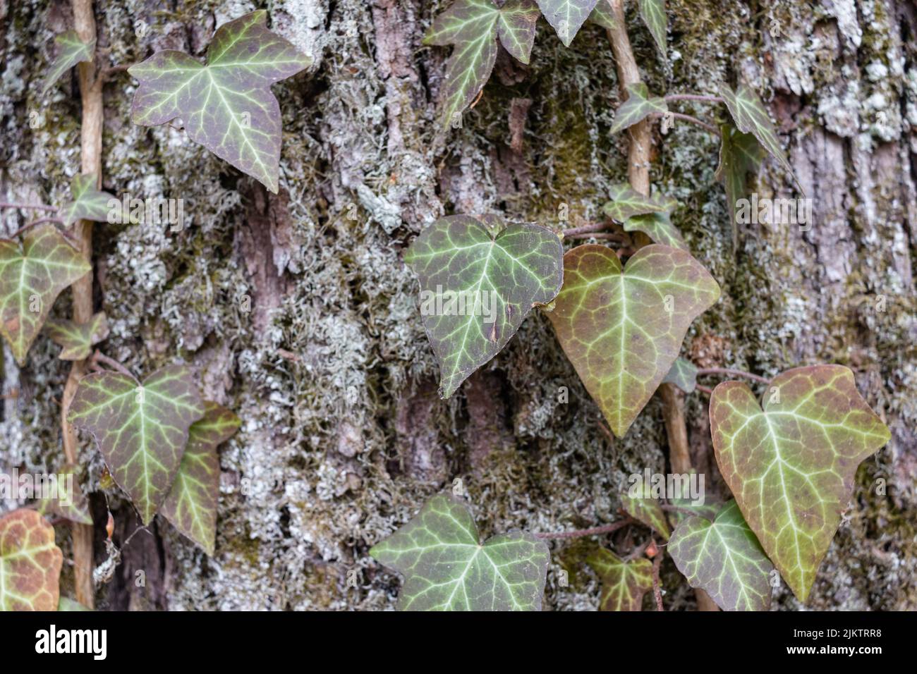 Plants around tree trunk hi-res stock photography and images - Alamy