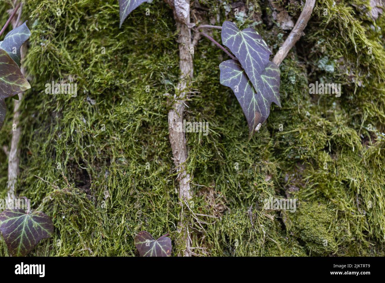 Plants around tree trunk hi-res stock photography and images - Alamy