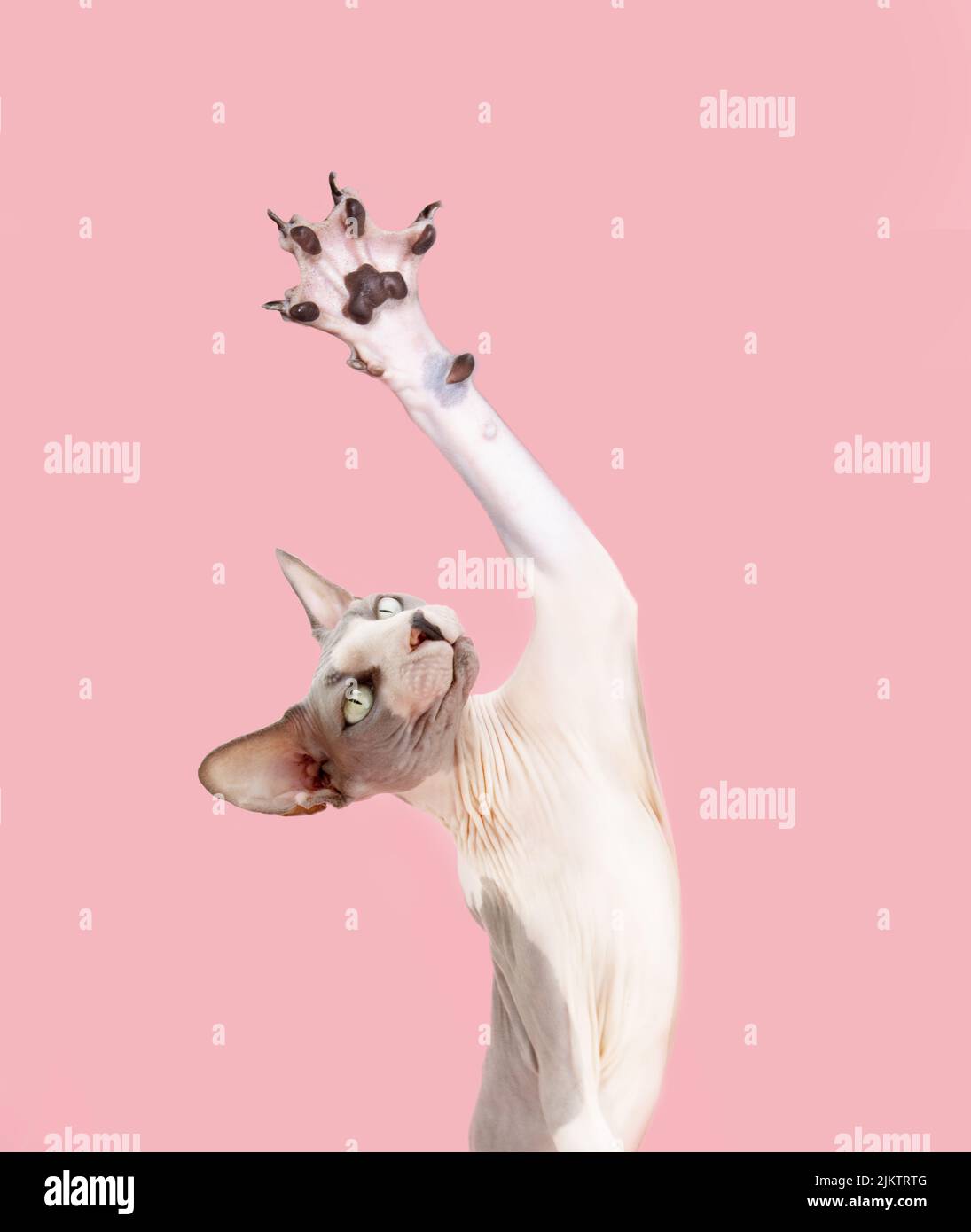 High five cat hi-res stock photography and images - Alamy