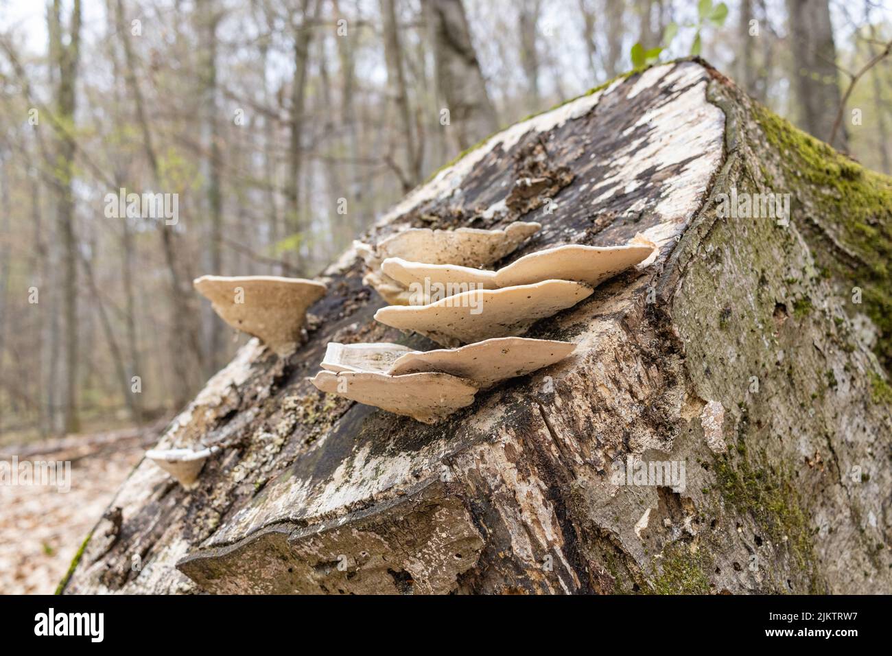A closeup shot of wild mushrooms growing on a fallen tree covered with ...