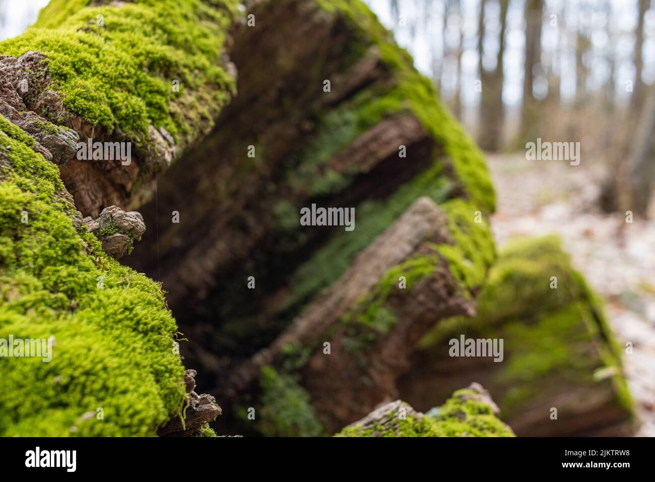 Closeup of a mossy tree stump in a forest. Moss backgrounds Stock Photo ...