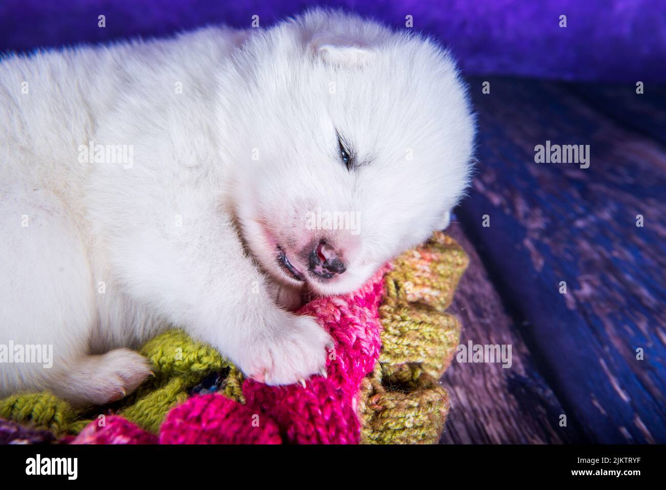 White fluffy small Samoyed puppy dog in a gift box Stock Photo - Alamy