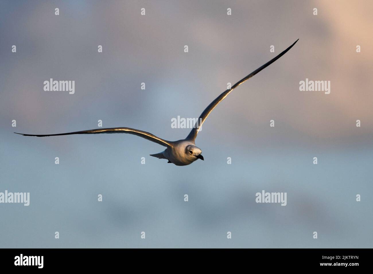 Beautiful wings wingspan hi-res stock photography and images - Alamy