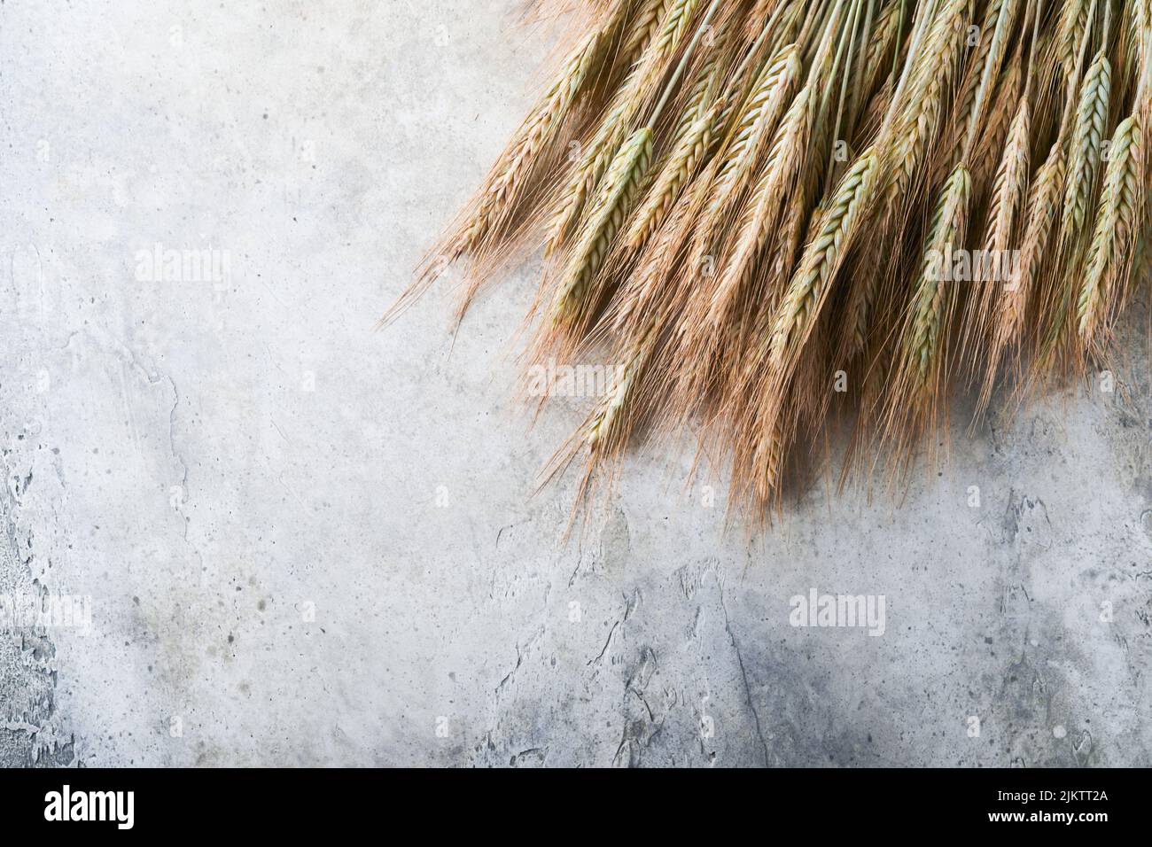 Ears of ripe wheat on grey stone or concrete table background. The ...