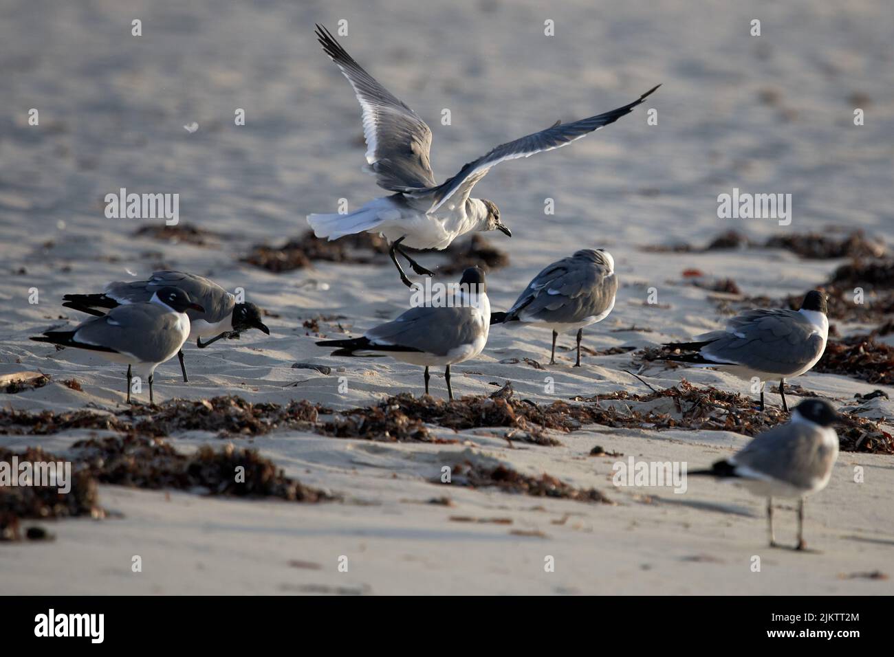 Closeup shot seagulls beach hi-res stock photography and images - Alamy