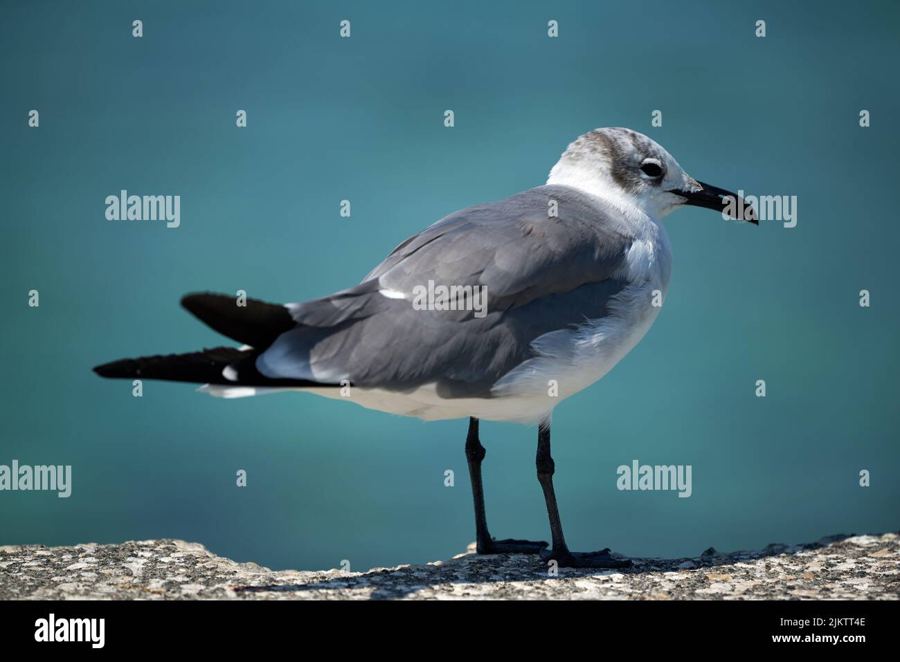 Grey seagull hi-res stock photography and images - Alamy