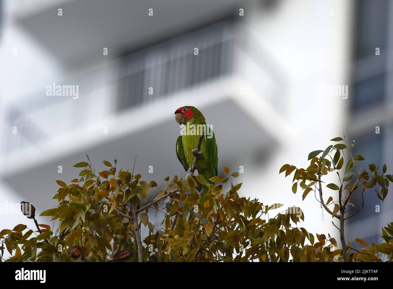 Shallow parakeet hi-res stock photography and images - Alamy