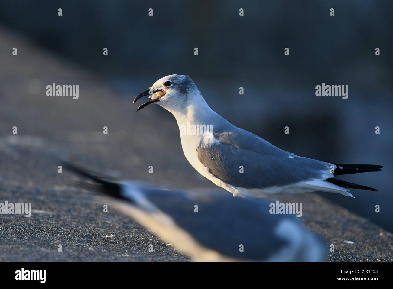 Food in its beak hi-res stock photography and images - Alamy