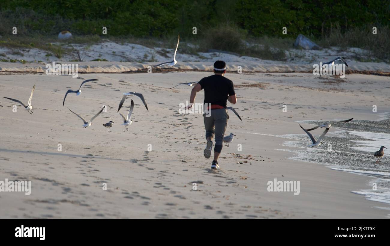 A beautiful view of the man running away and a group of seagull birds ...