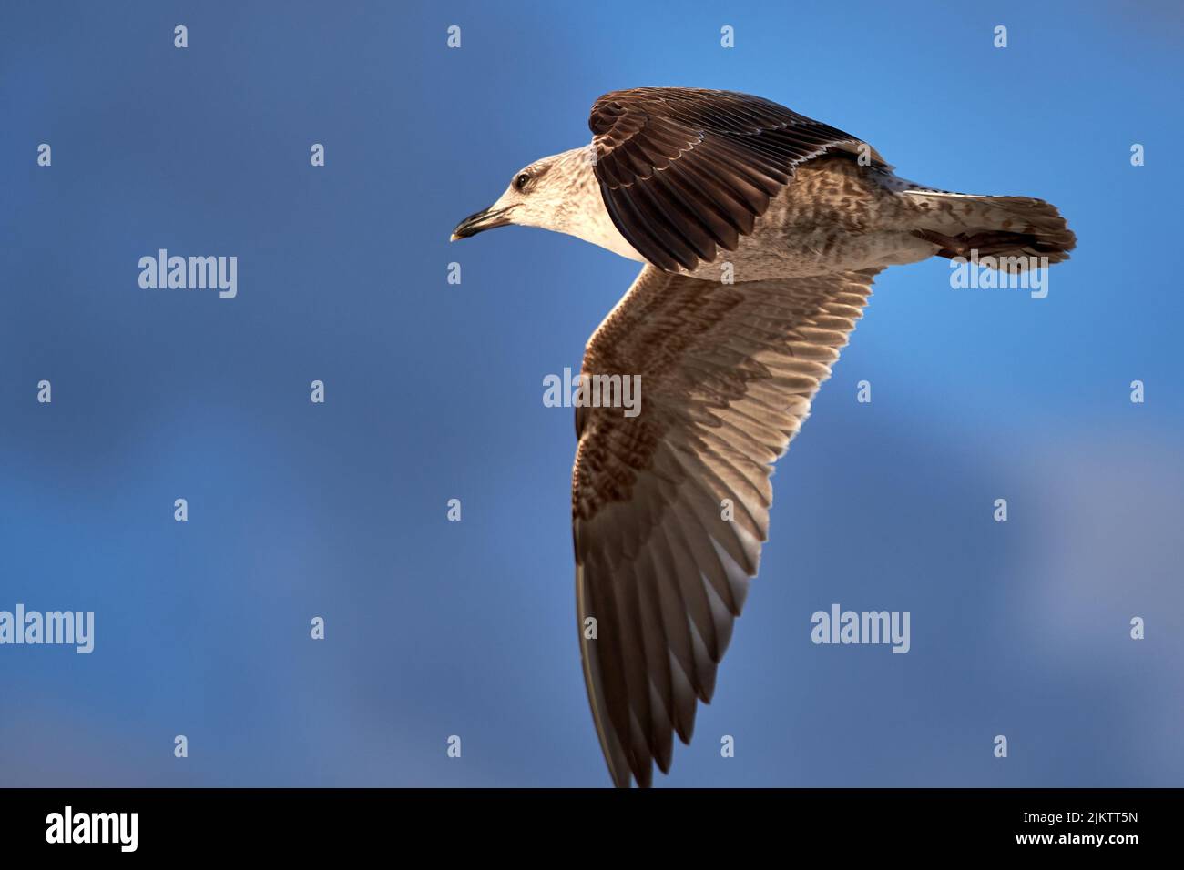 A closeup of a black-tailed gull flying against a blurry blue sky Stock ...