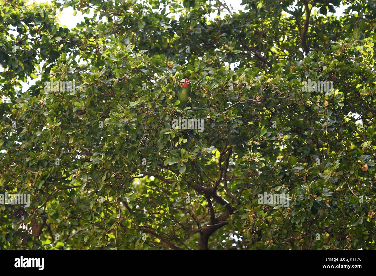 A mitreed parakeet hiding in a green tree and blending it with its ...