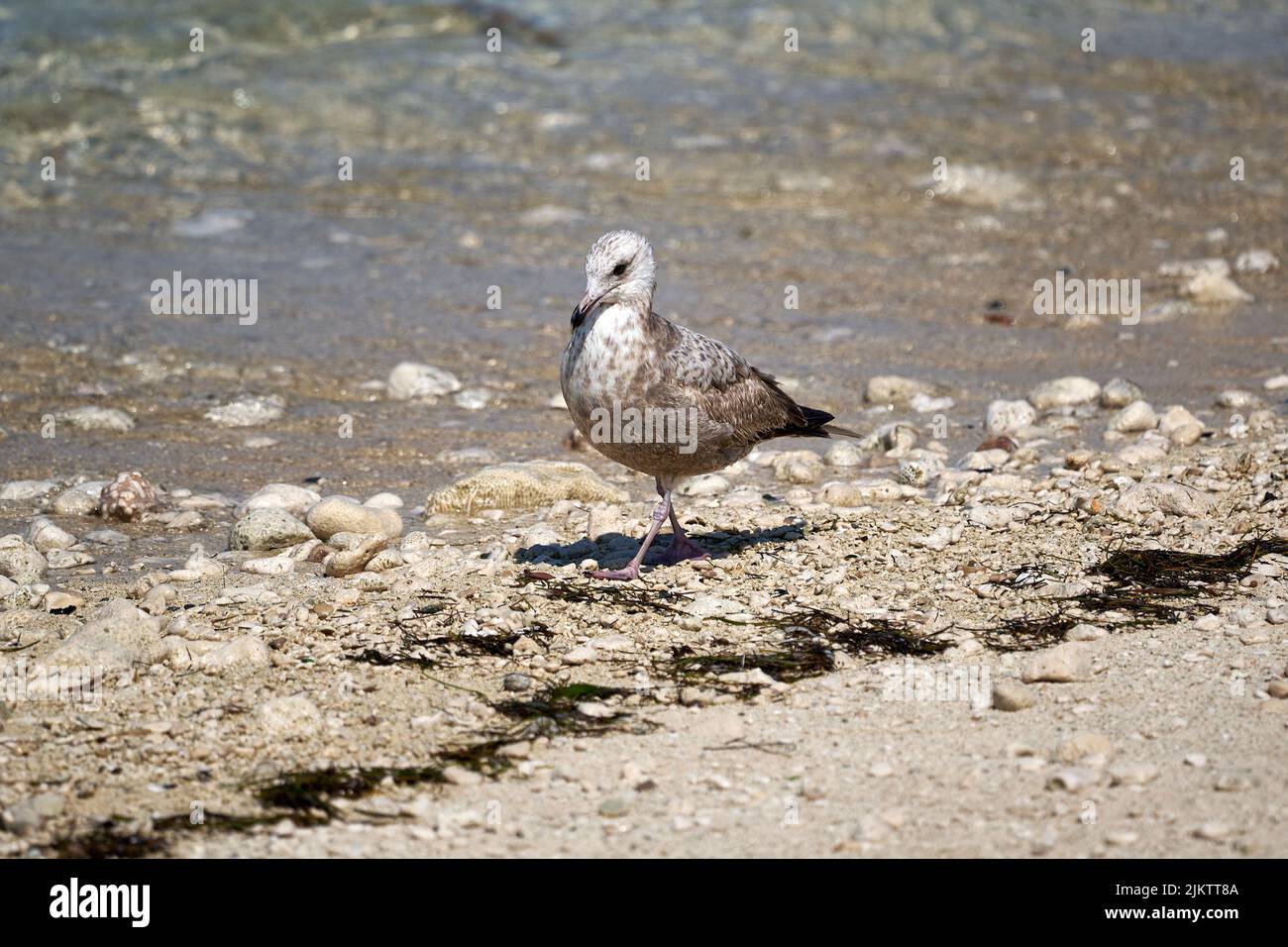 The close-up shot of a grey seagull on a beach Stock Photo - Alamy